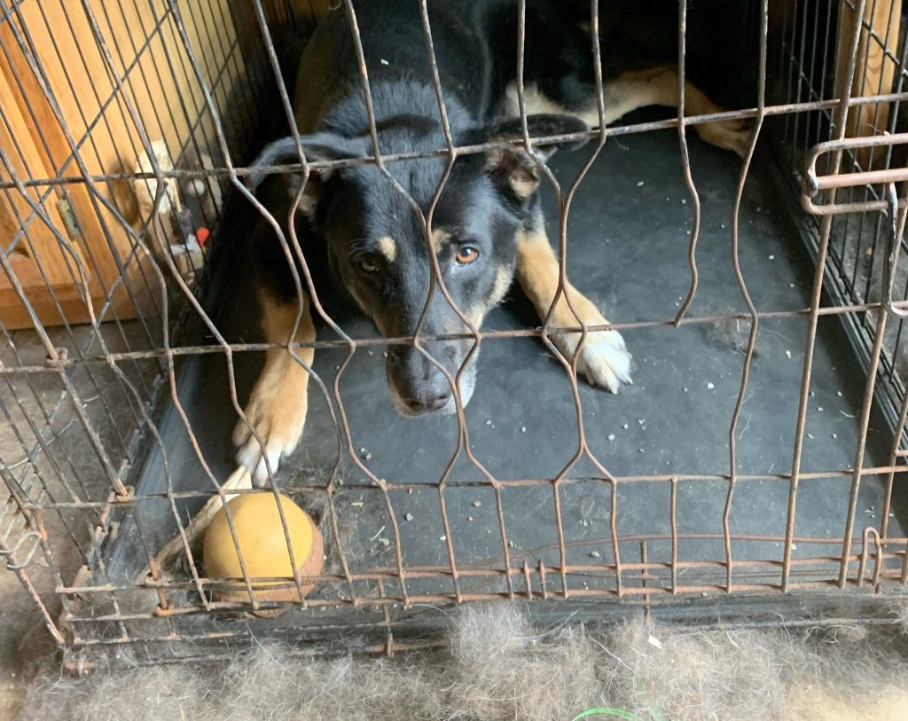 HSMO Rescues More than 25 Animals from Clinton County Home | Humane ...