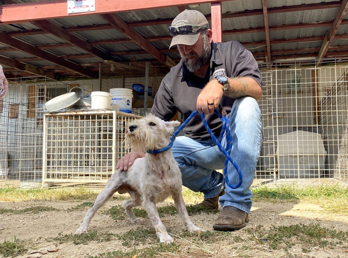 St. Louis Pet Adoption: Humane Society of Missouri