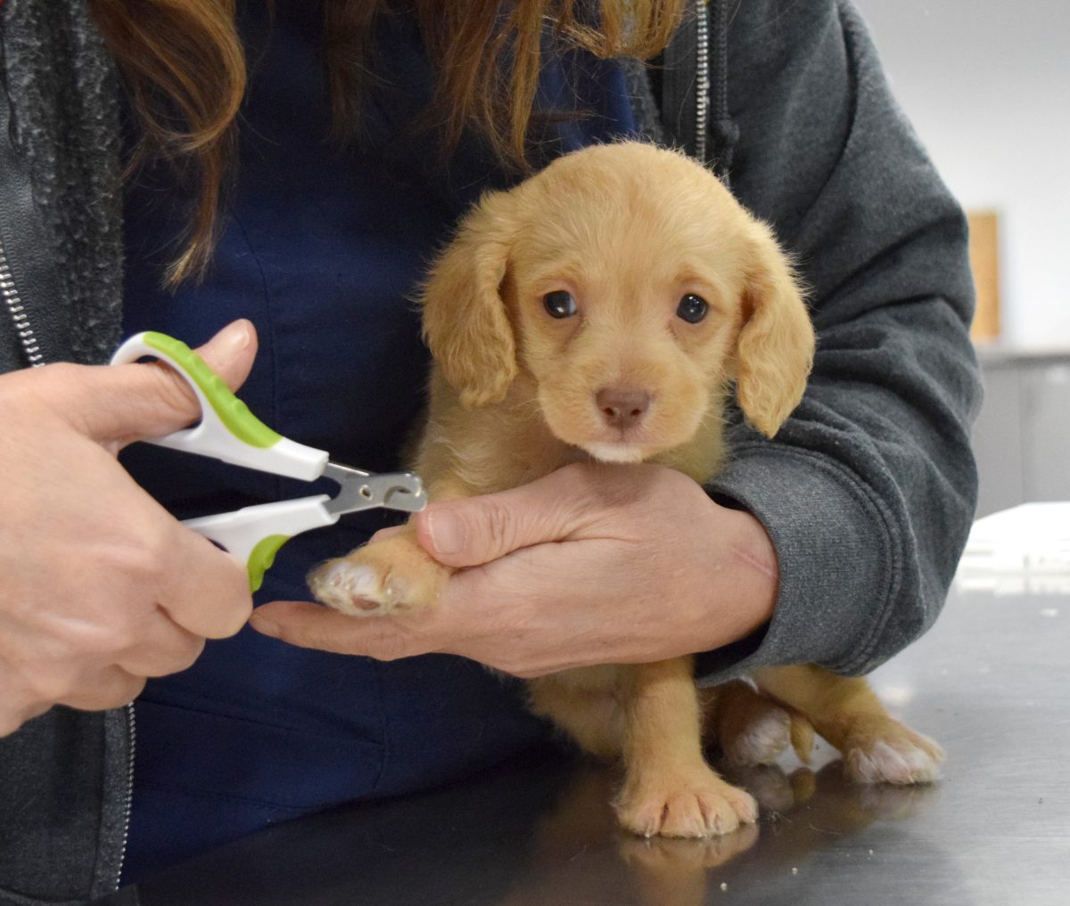 St. Louis Pet Adoption: Humane Society of Missouri