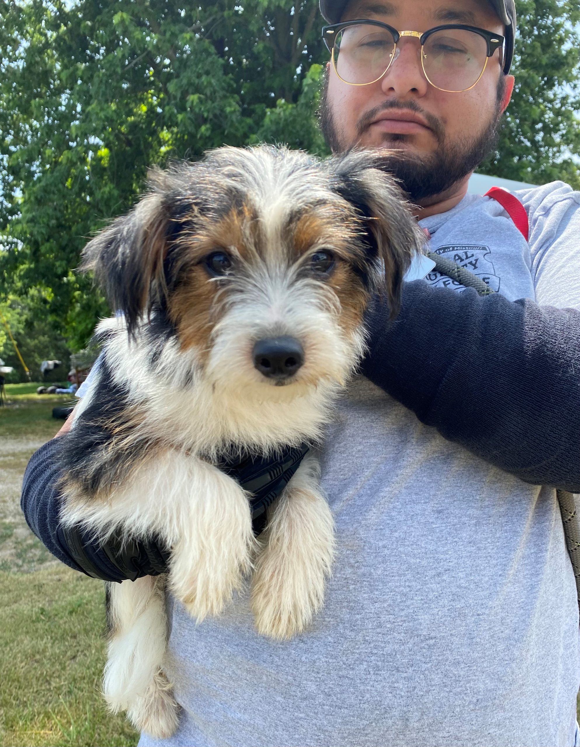 63 Dogs Recovered: Mostly Yorkie | Humane Society Of Missouri