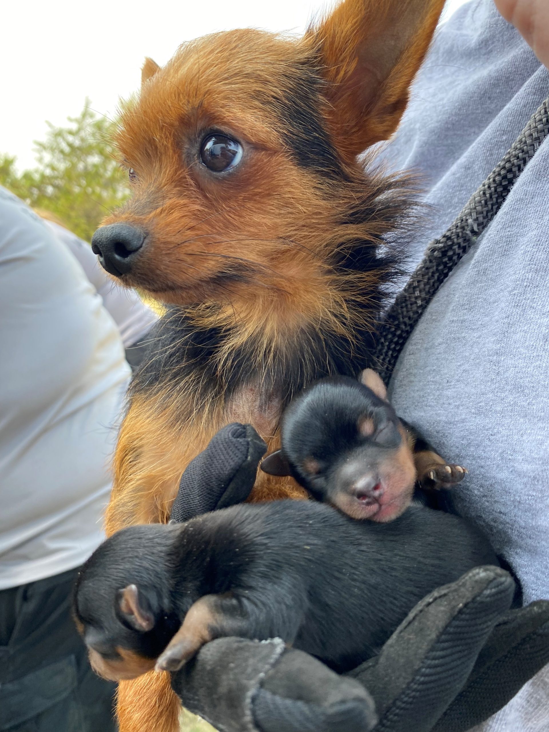 63 Dogs Recovered: Mostly Yorkie | Humane Society Of Missouri