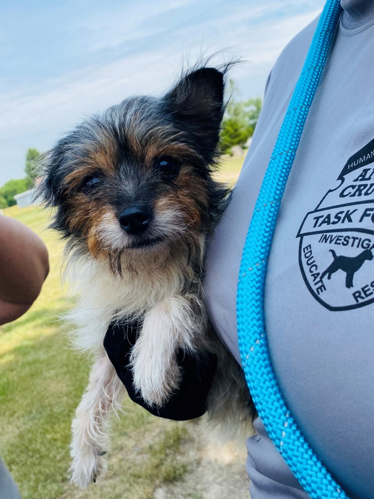 63 Dogs Recovered: Mostly Yorkie | Humane Society Of Missouri