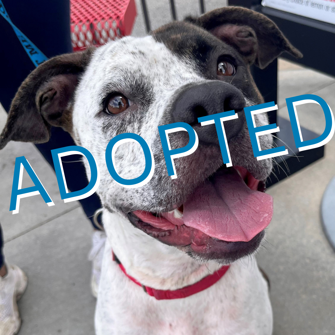 Adoptable Pets | Humane Society of Missouri
