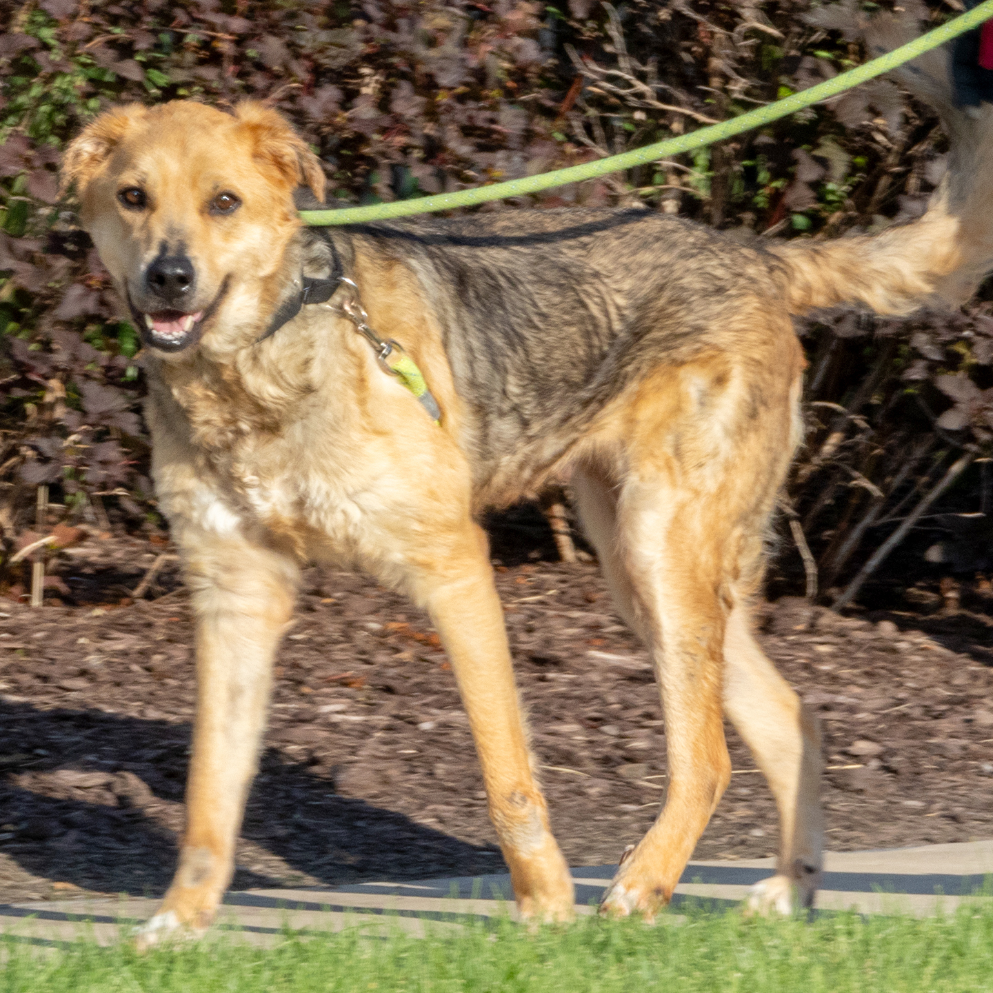 Adoptable Pets | Humane Society of Missouri