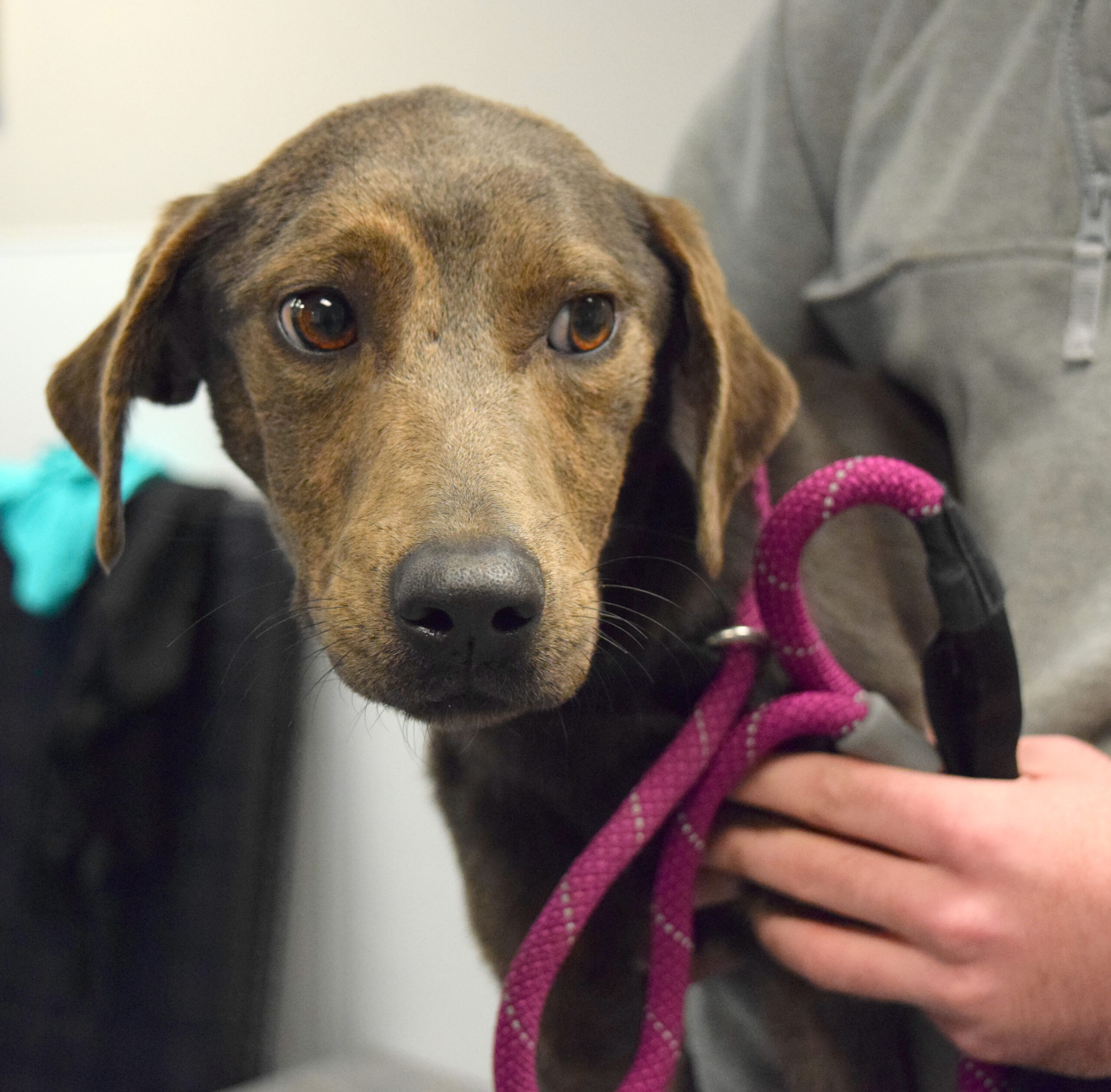 Animal Surrendering | Humane Society of Missouri