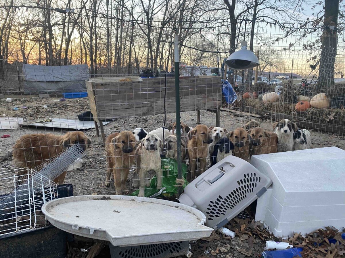 HSMO's Animal Cruelty Task Force Rescues 55 Dogs in Stone County ...