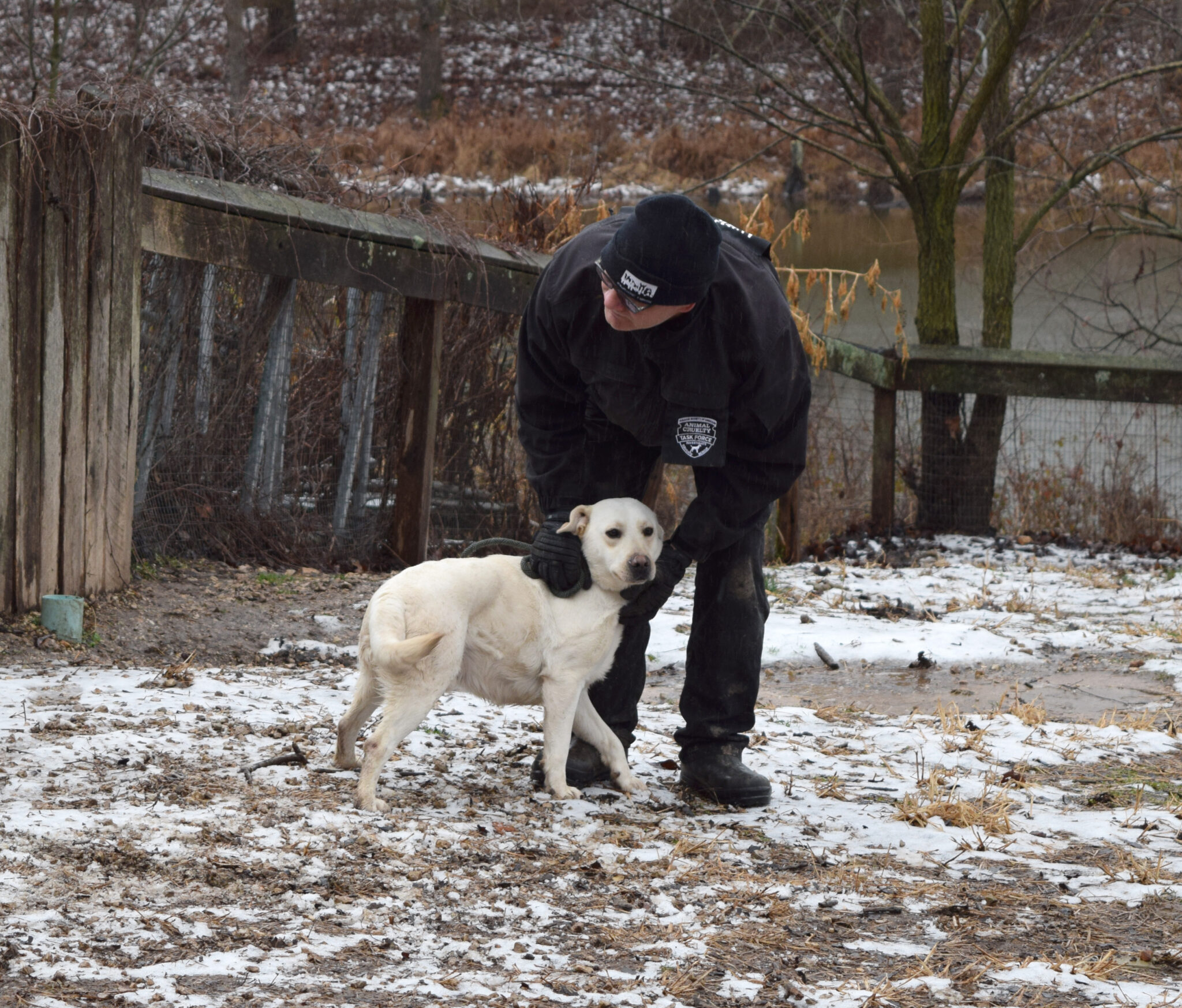Cold Weather Safety Tips for Pets | Humane Society of Missouri