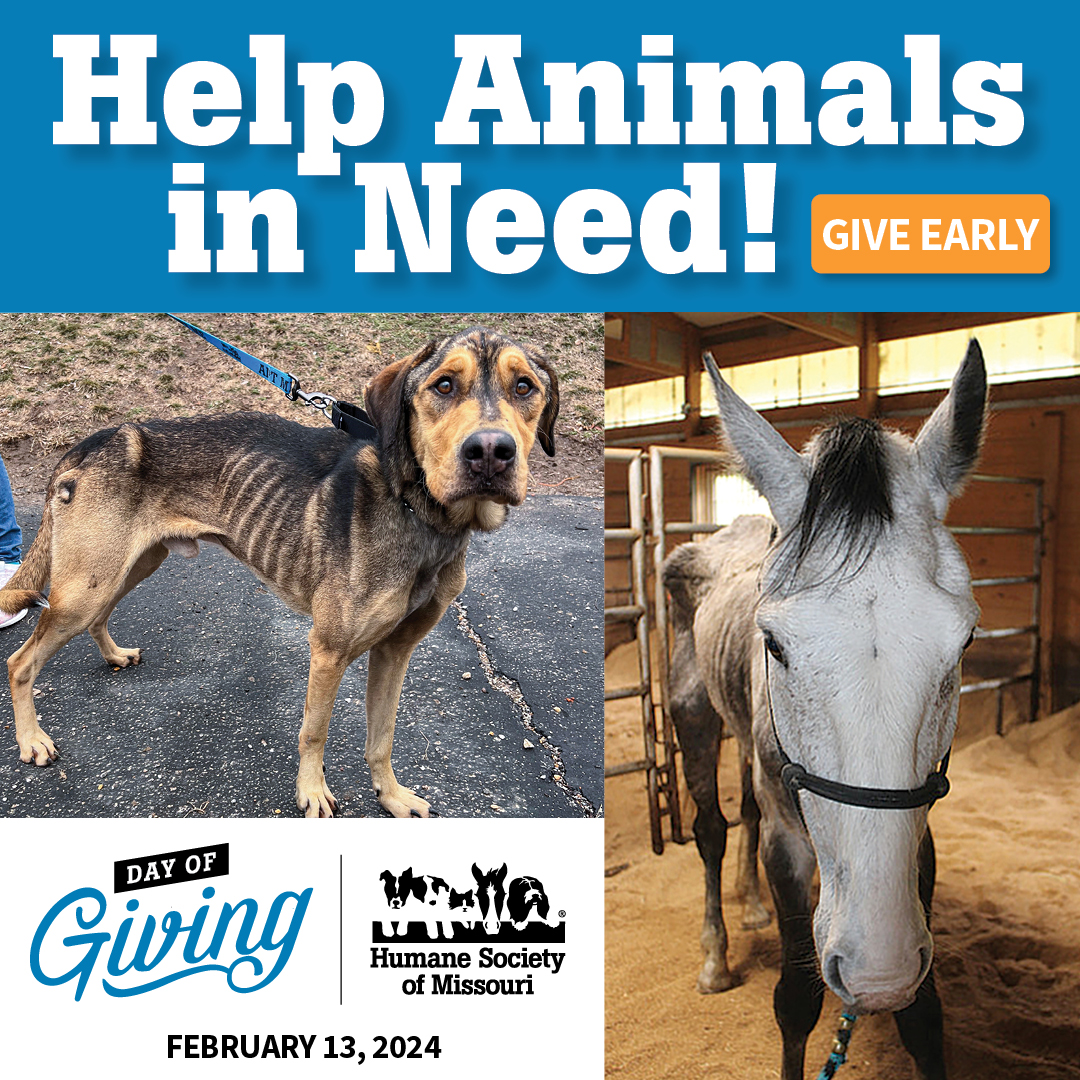 Meet a Foster Pet | Humane Society of Missouri