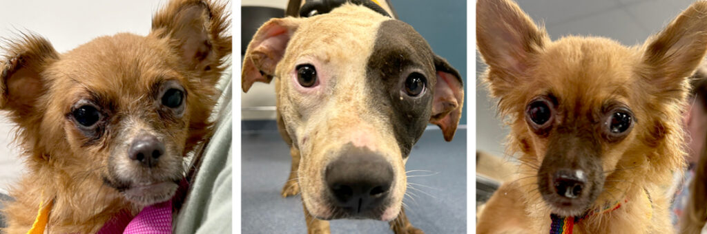 28 Dogs Rescued from Unimaginable Neglect and Near Death | Humane ...