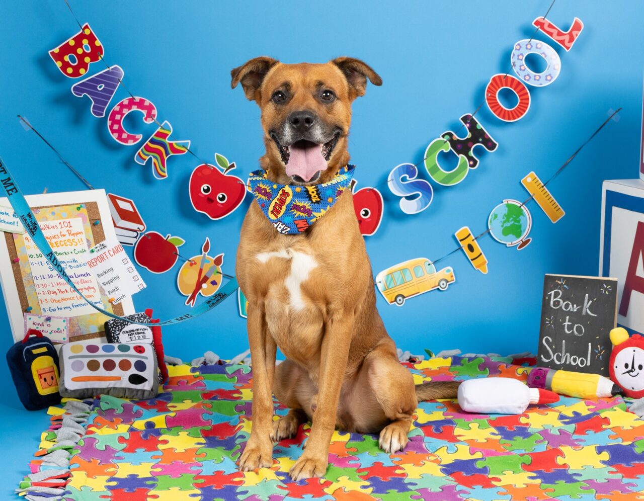 Helping Pets Adjust to Back-to-School Schedules | Humane Society of ...