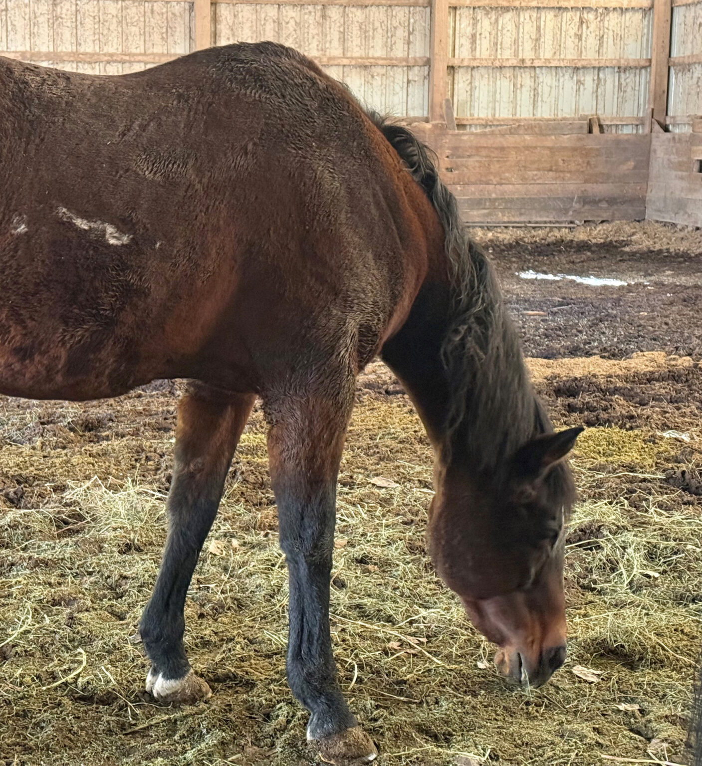 Six Additional Horses from Substandard Private Barn in Hazelwood | Humane Society of Missouri