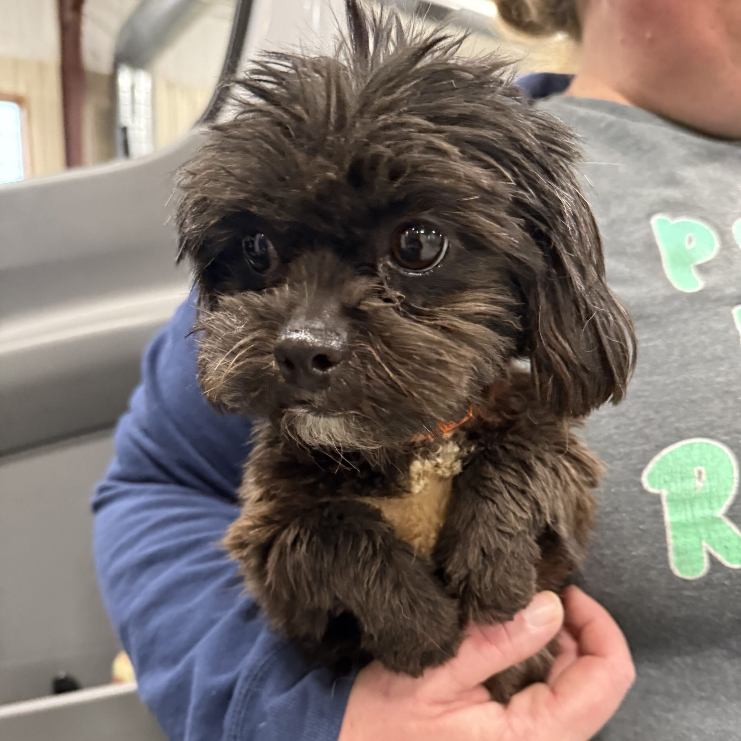 75 Animals Rescued on HSMO's 4th Annual Day of Giving | Humane Society ...