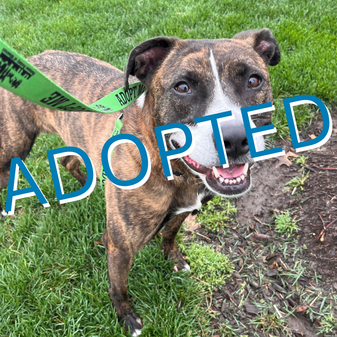 Adoptable Pets | Humane Society of Missouri