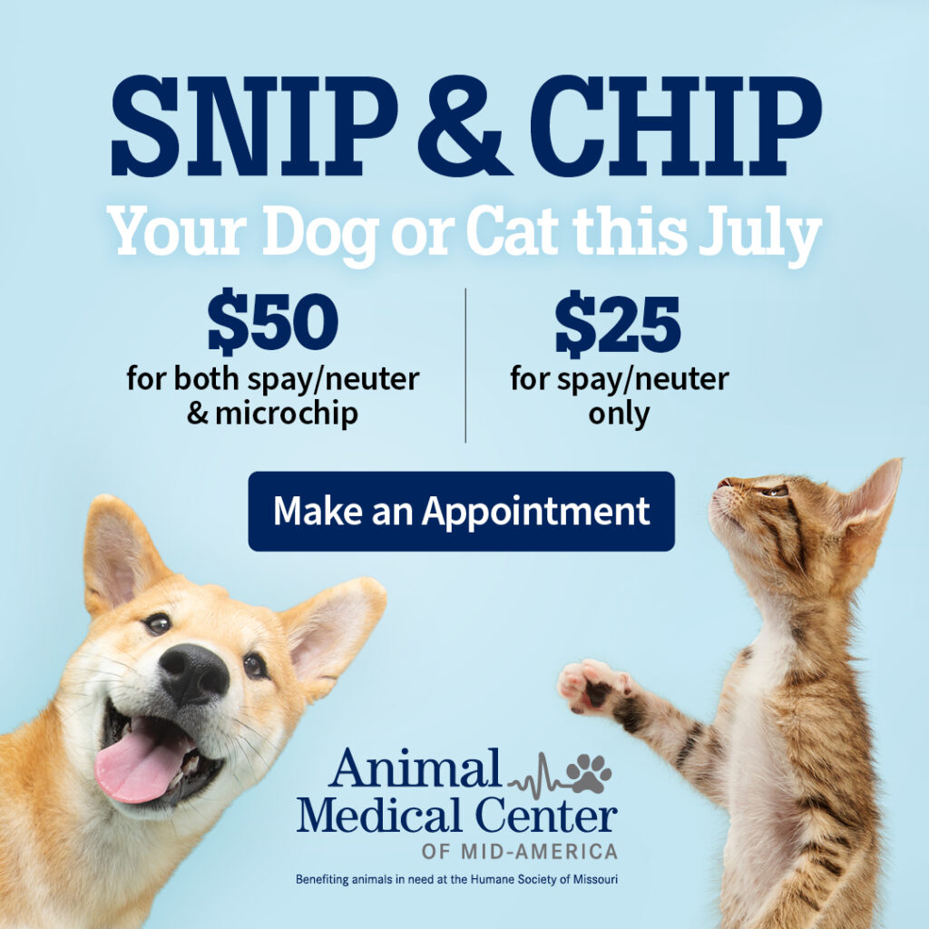 No Dope for Dogs: Cannabis Toxicity in Pets & How to Avoid It| Humane ...