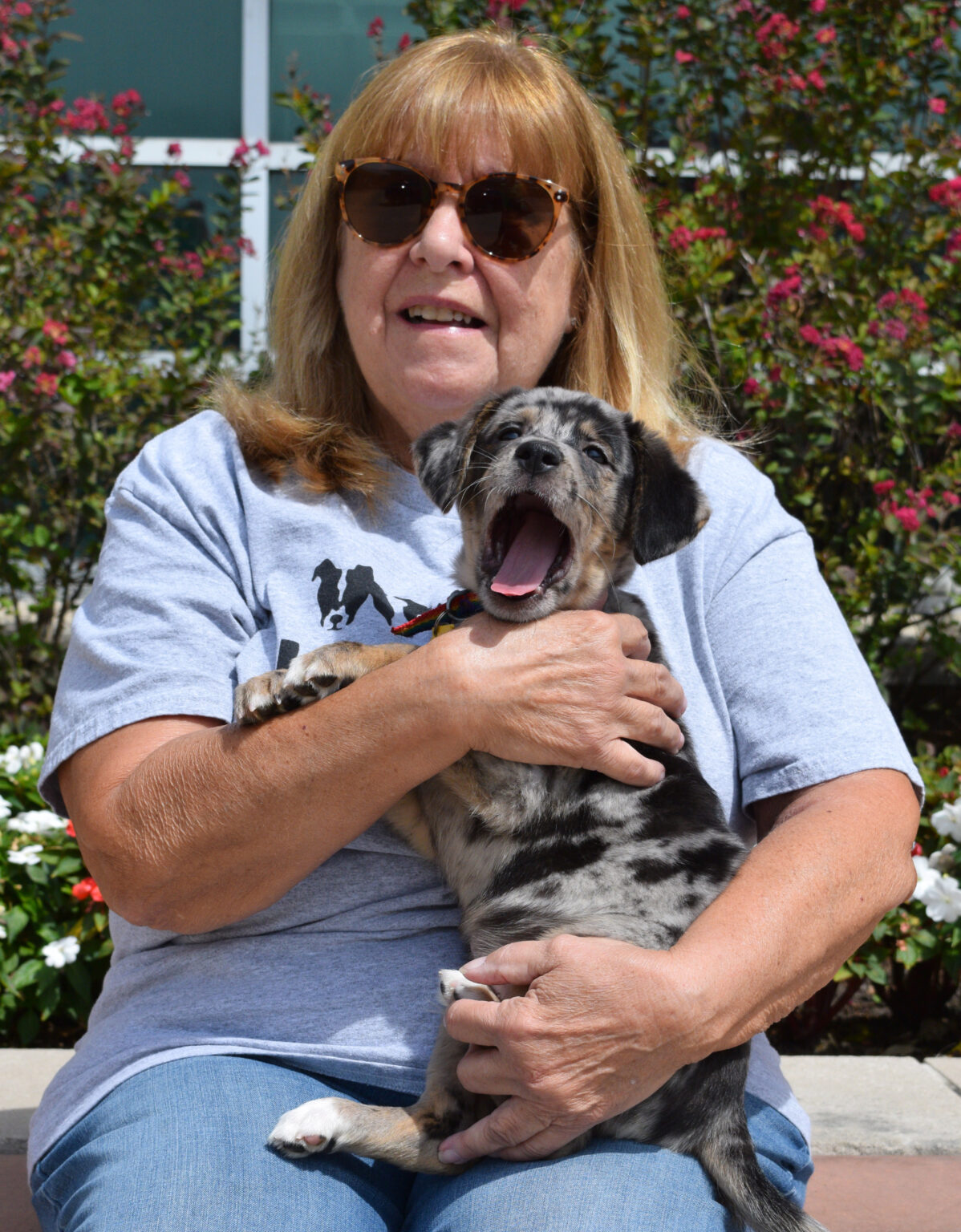 Animal Surrendering | Humane Society of Missouri