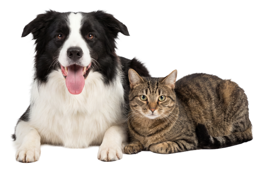 How To Pick The Perfect Pet | Humane Society of Missouri